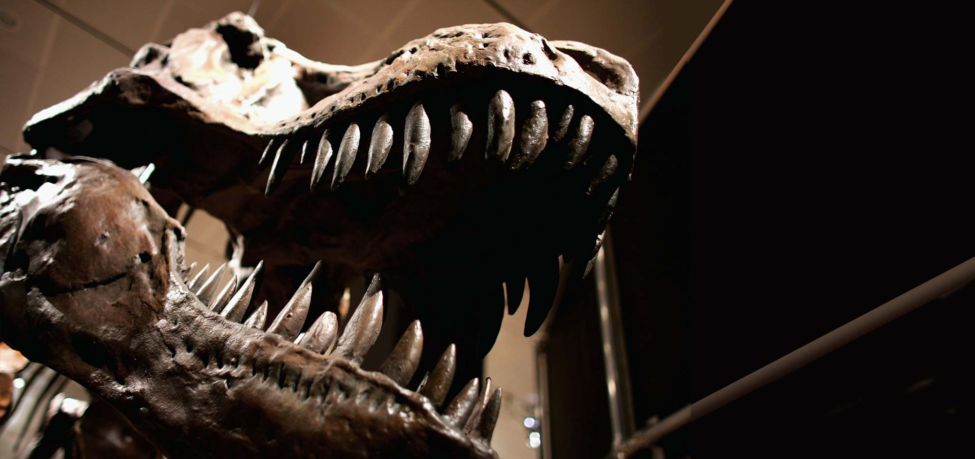 Stone Science Museum - Fossils & Dinosaurs - Anglesey North Wales