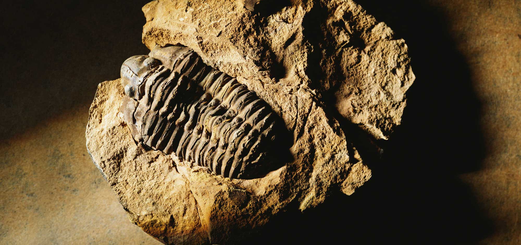 Stone Science Museum - Fossils & Dinosaurs - Anglesey North Wales