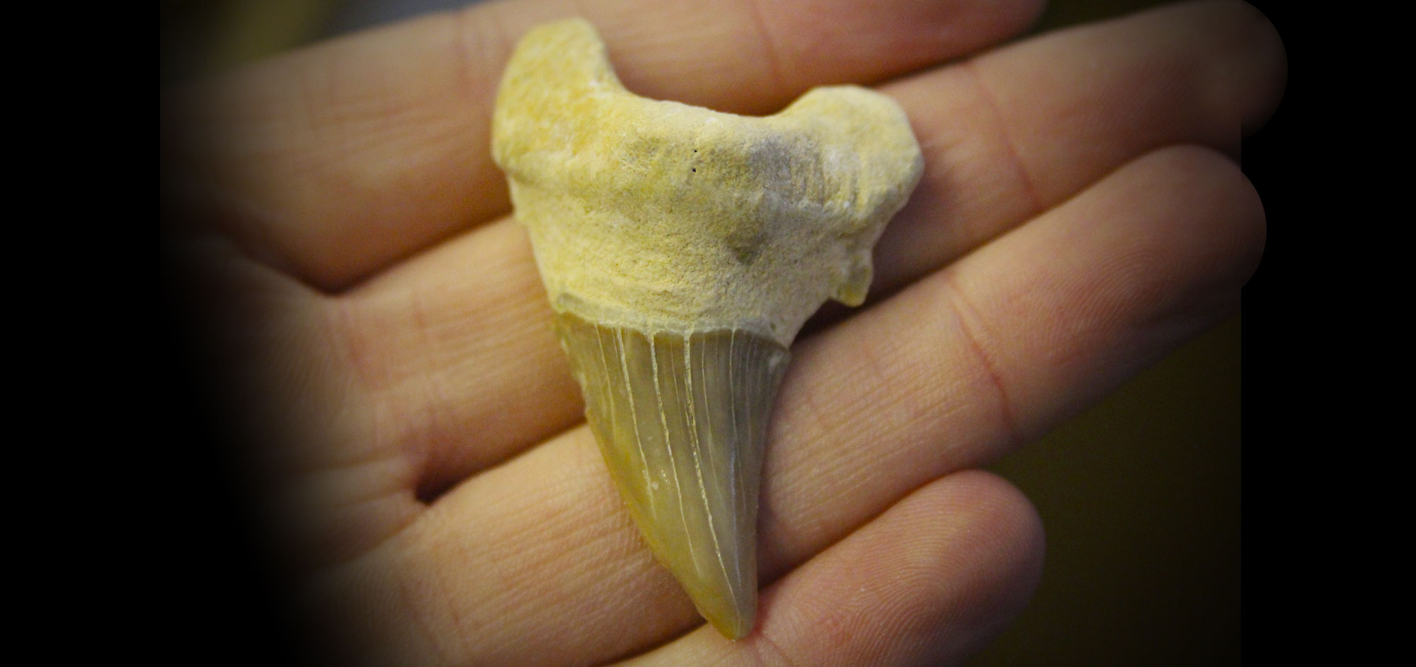 Stone Science Museum - Fossils & Dinosaurs - Anglesey North Wales