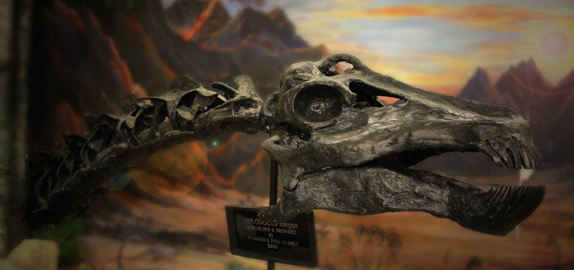 Stone Science Museum - Fossils & Dinosaurs - Anglesey North Wales