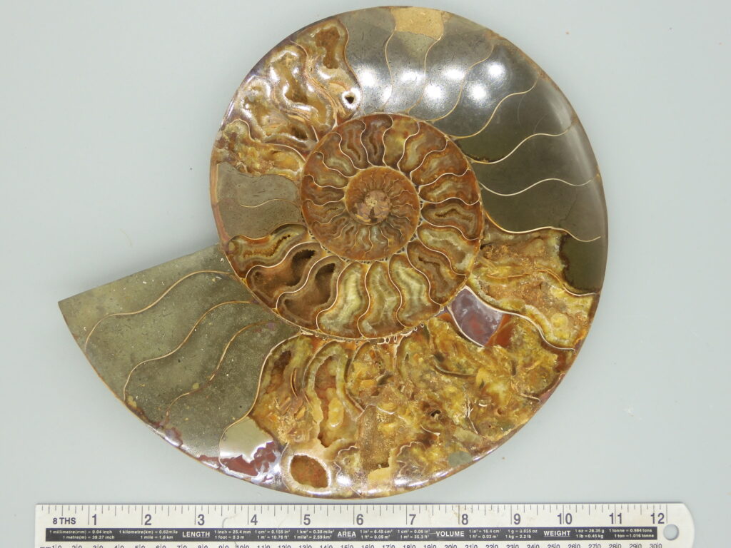 Ammonite Sliced Pairs - Stone Science Museum Anglesey